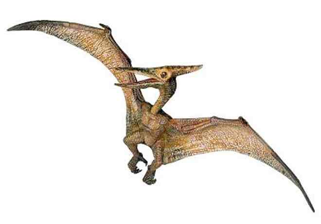 The Care and Feeding of Pterodactyls - HubPages