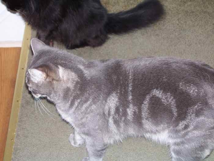 Putting Down Your Animal Friend, a Difficult but Necessary Decision ...