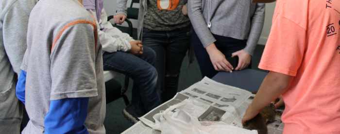 Mammal Dissection STEM Lesson Plan for Middle School Biology - HubPages