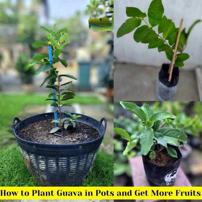 Detailed Guide on How to Plant Guava in Pots and Get More Fruits - HubPages