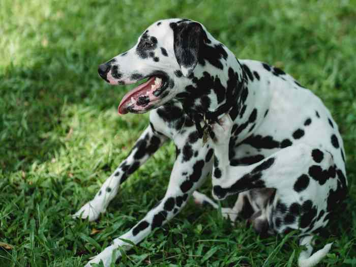 Is Your Dog Allergic to Grass? What You Need to Know - HubPages
