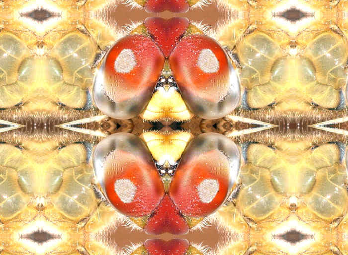 Easy Digital Art Technique: Symmetrical Abstract Patterns - HubPages