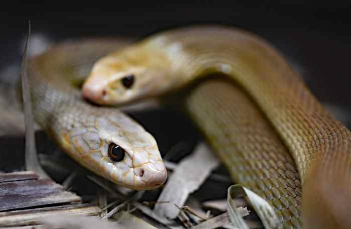 A Basic Guide to Snake Breeding - HubPages