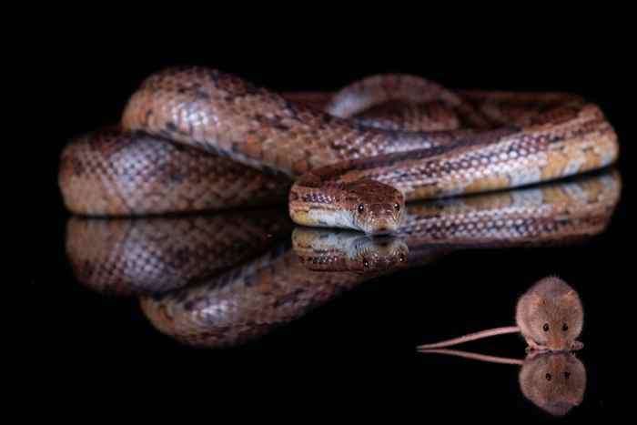 A Basic Guide to Snake Breeding - HubPages