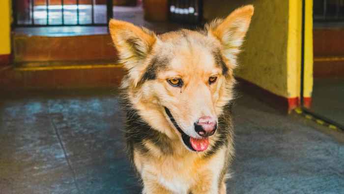 Five Russian Dogs Banned or Restricted in Other Countries - HubPages