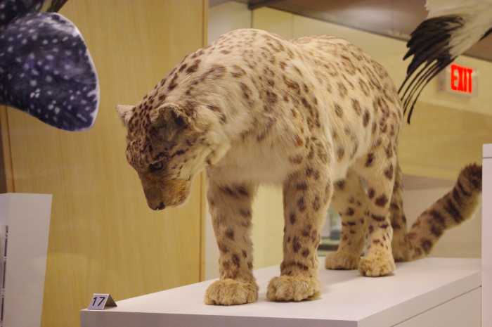 How dogs can protect Snow Leopards - HubPages