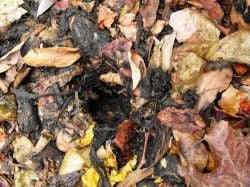 10 Exciting Reasons Why I Love to Compost - HubPages