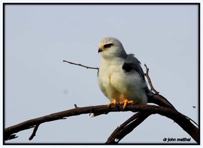 Birding in Madhya Pradesh in India - HubPages