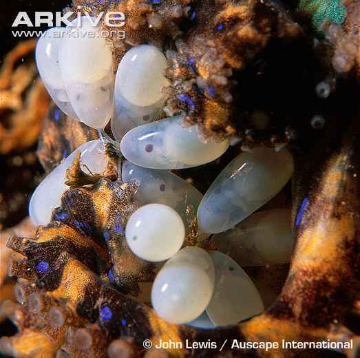 Blue-Ringed Octopus Facts - HubPages