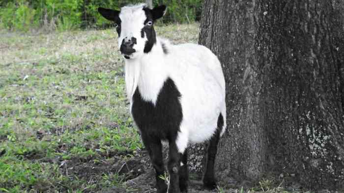 Fainting Goats: Why Do They Faint? - Owlcation