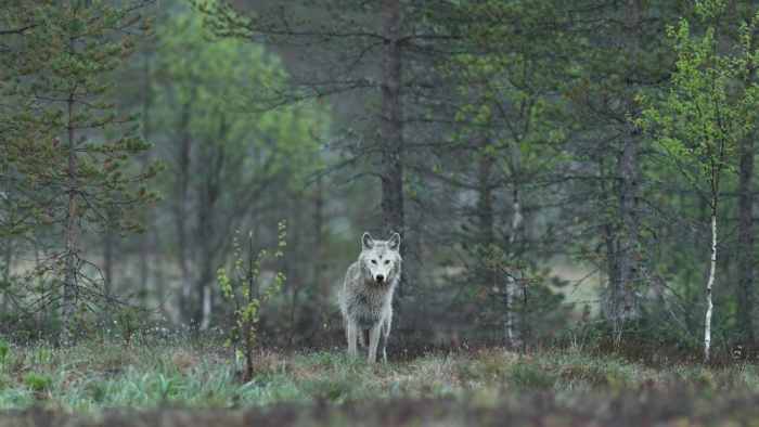 Wolves 101: Habitat, Diet, Communication, and Conservation - Owlcation