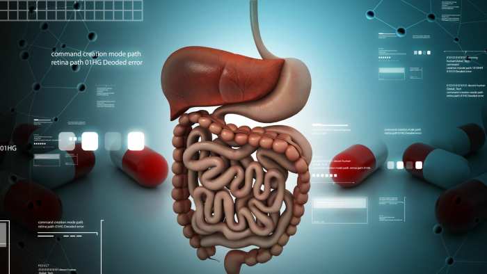 How Digestion Works: 5 Stages of Human Digestion - HubPages