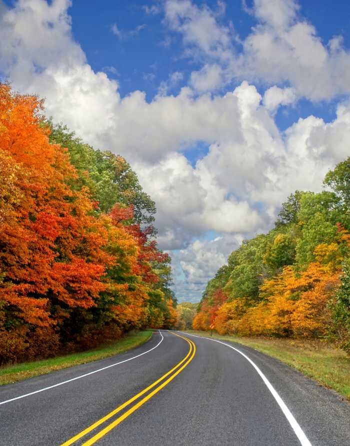 Identifying 8 Less Common, Native Michigan Trees Showing Autumn Colors ...