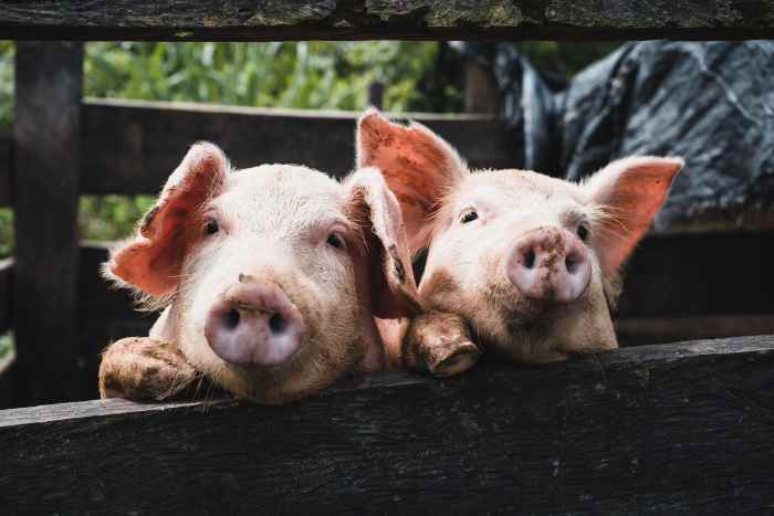 30 Pig Idioms and Phrases Explained - HubPages