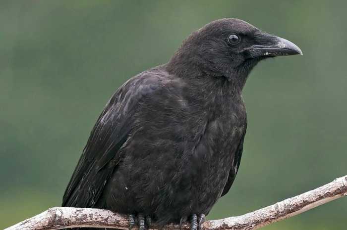 Canuck the Crow: A Semi-Tame Northwestern Crow - Owlcation