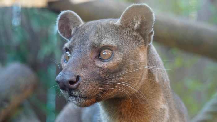 Fossa Facts: A Predator and Mongoose Relative in Madagascar - Owlcation