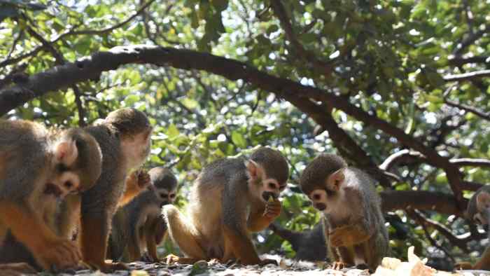 A Comprehensive List of Animal Group Names - HubPages