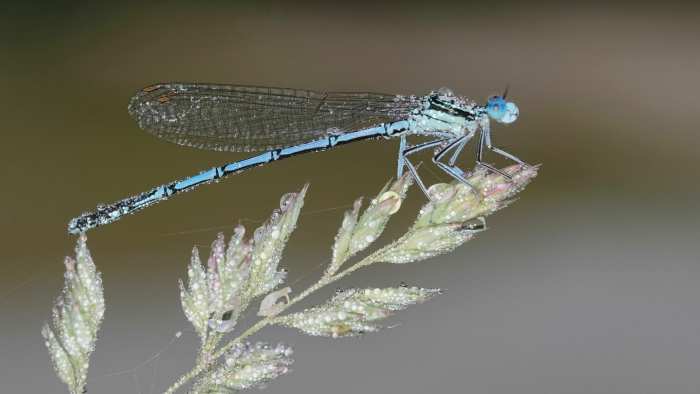 The Common Blue Damselfly - Owlcation