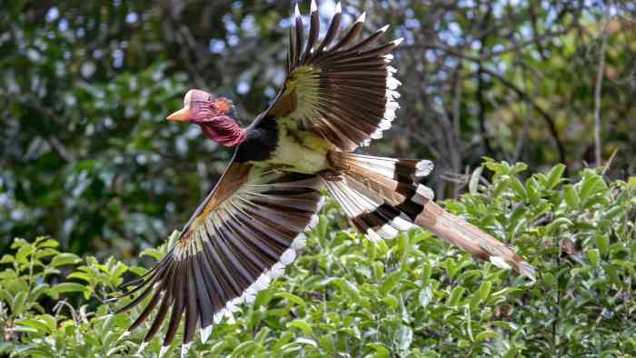 The Helmeted Hornbill: A Bizarre and Critically Endangered Bird - Owlcation