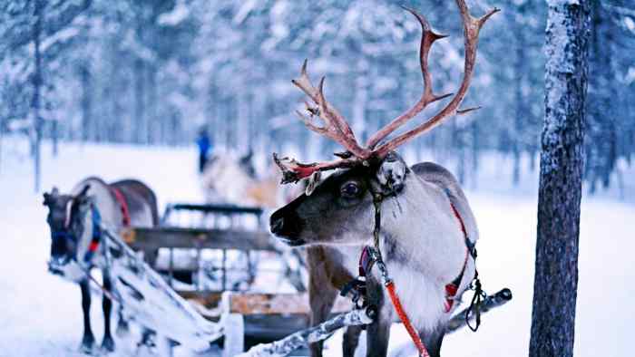 A List of Santa's Reindeer Names and Their Personalities - HubPages
