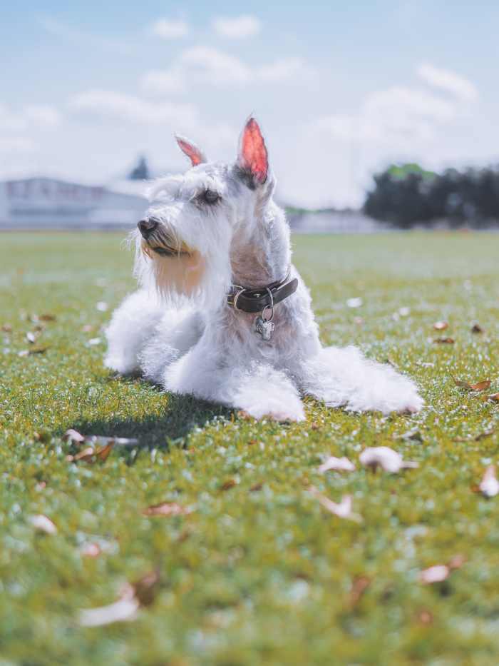 Standard Schnauzers Are Best for Families with Older Children - HubPages