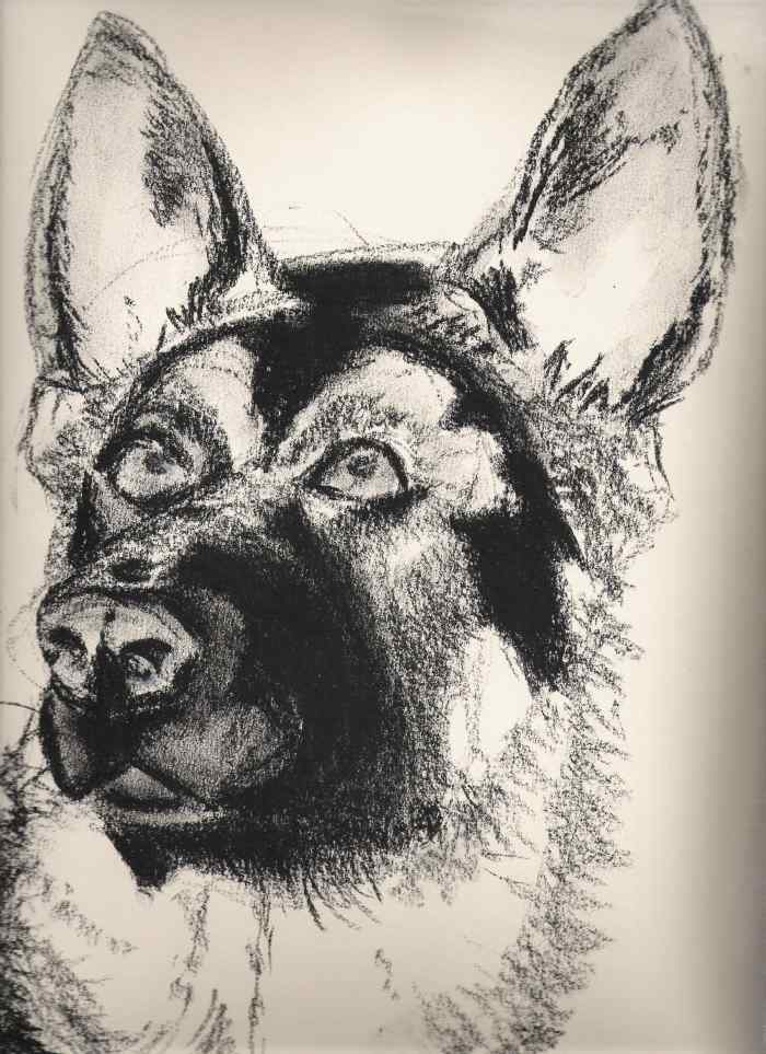 How to Draw A Dog in 30 seconds - HubPages