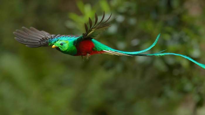 The Resplendent Quetzal: The Most Beautiful Bird in the World - Owlcation