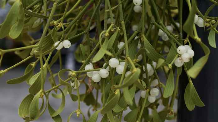 10 Things You May Not Know About Mistletoe - HubPages