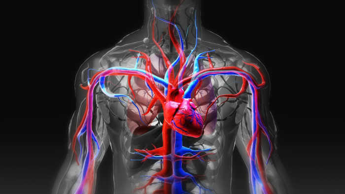 Replacing Dead Tissue in the Heart: Research and Discoveries - Owlcation