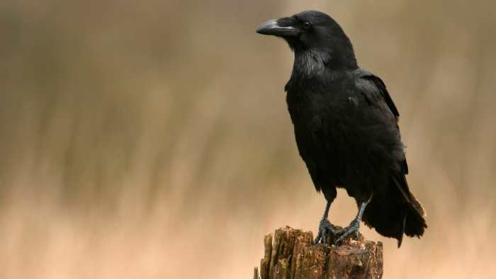 Ravens: Interesting Facts, Photos, Videos, and Mythology - Owlcation