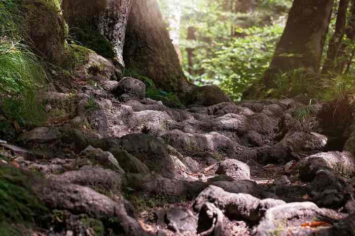 Tree Parts Name in Punjabi and English - HubPages