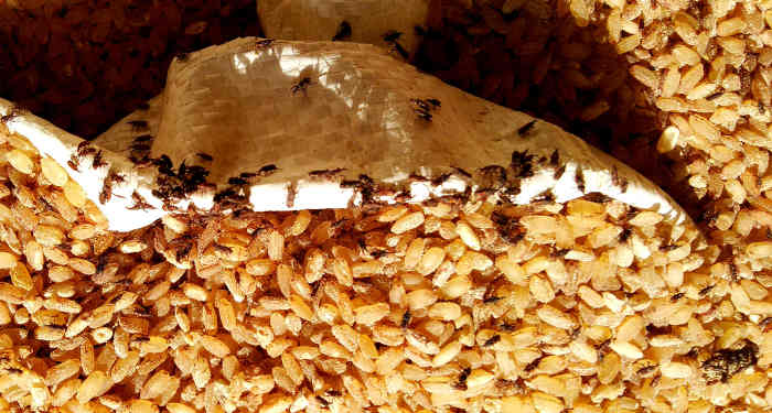 How to Prevent Storage Pests and Post-Harvest Loss of Food Grains ...