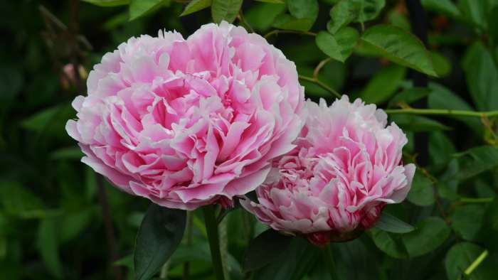 Types of Pink Flowers for Your Garden: Pictures and Tips for Care ...