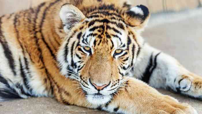 What Do Tigers Eat in Zoos? - Owlcation
