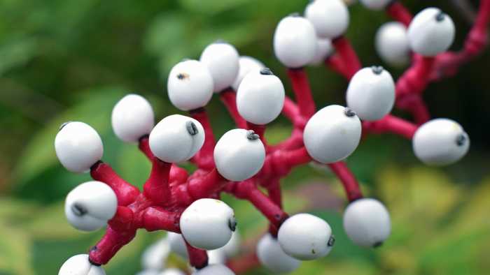 7 Most Poisonous Berries (With Photos and Descriptions) - Owlcation