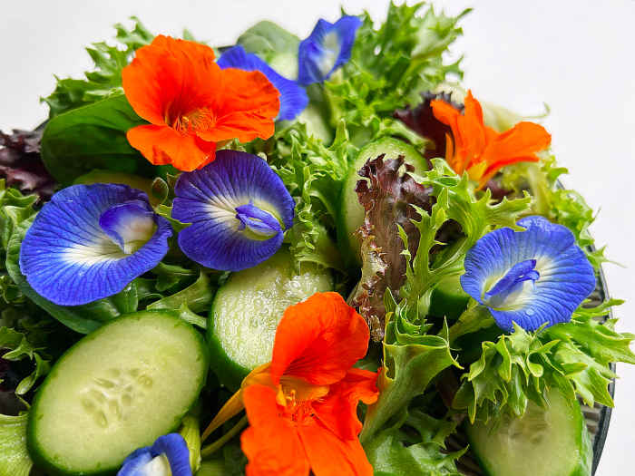 Edible Flower: Blue Butterfly Pea - Dengarden