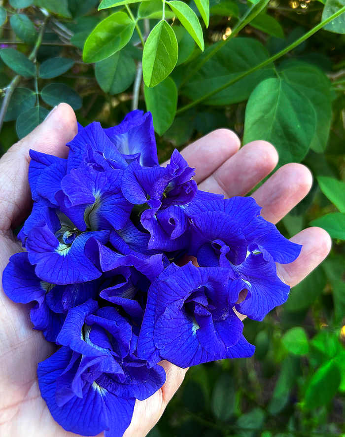 Edible Flower: Blue Butterfly Pea - Dengarden