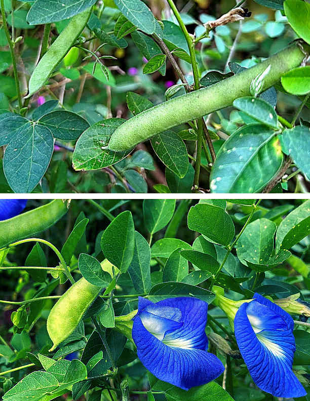 Edible Flower: Blue Butterfly Pea - Dengarden