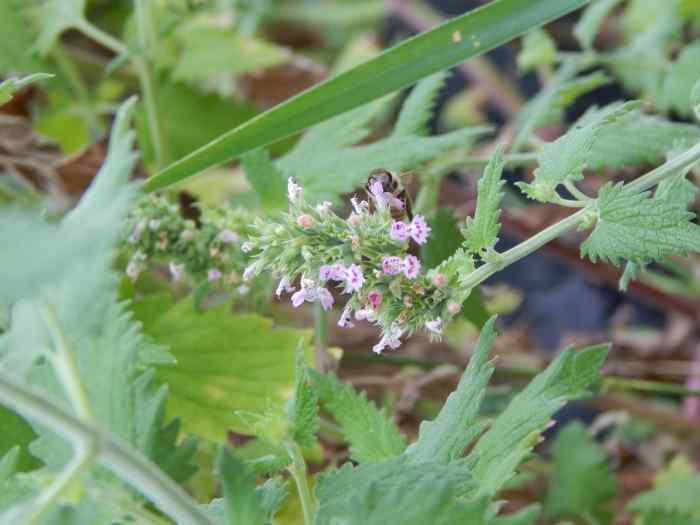 Catnip: Not Just for Cats - HubPages