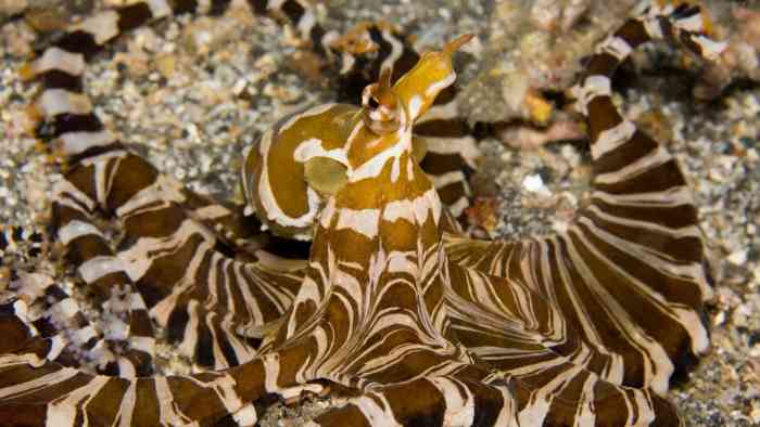 Wonderpus and Mimic Octopus Facts: Fascinating Mollusks - Owlcation