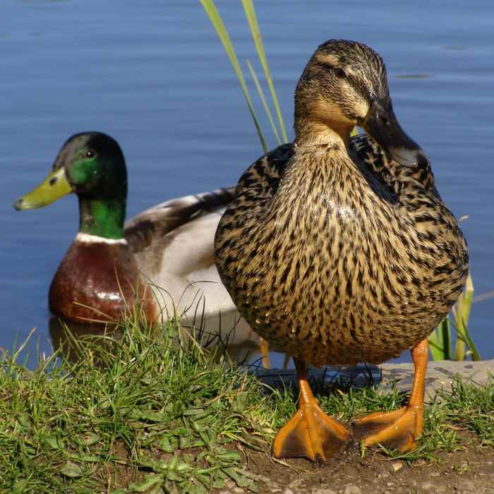 9 Simple Income-Generating Ideas: Make Money Farming - HubPages