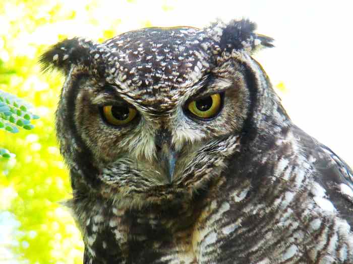 Searching for Difficult Birds in South Africa - HubPages