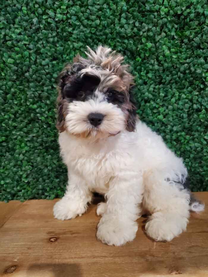 The Allure of Designer Dogs: Understanding the Appeal - HubPages