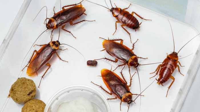 The Fascinating Truth About One of the World's Oldest Pests ...