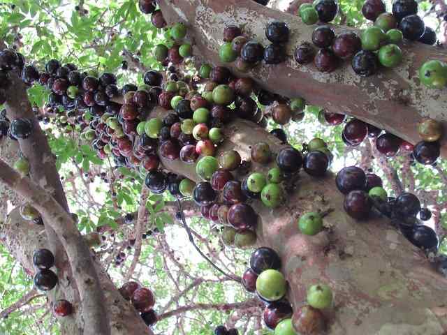 10 Bizarre Fruits To Satisfy Your Taste Buds - HubPages
