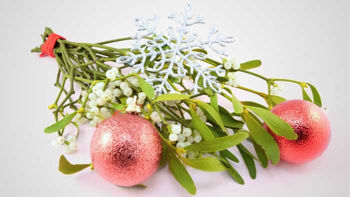 10 Things You May Not Know About Mistletoe - HubPages