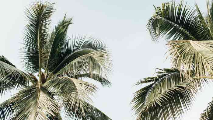 How to Identify Species of Palm Trees - HubPages