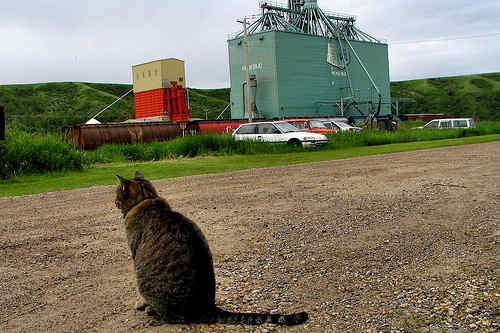 The Town of Rosebud: Cultural Gem on the Canadian Prairies - HubPages