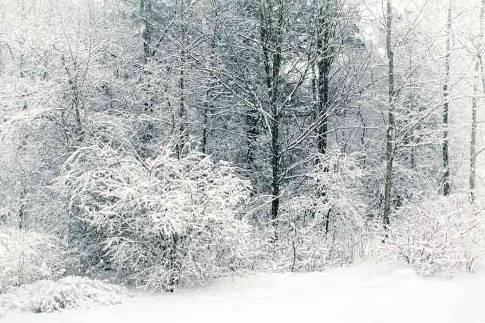 Snow Twigs; a Wintry Photo Poetry Collage - HubPages