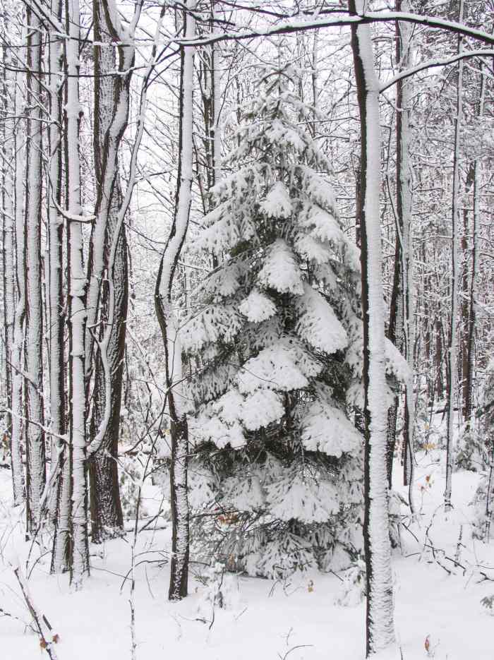 Snow Twigs; a Wintry Photo Poetry Collage - HubPages